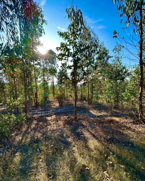 Parcela en Venta en Paredones, San pedro de alcantara