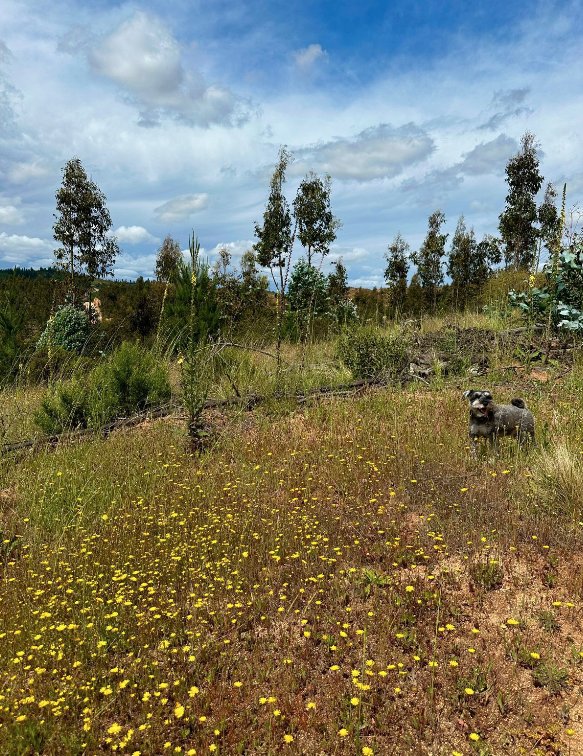 Parcela en Venta en Paredones, San pedro de alcantara