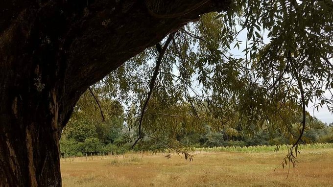 Terreno en Venta en Laja, Q-250 Santa Elena, Laja.